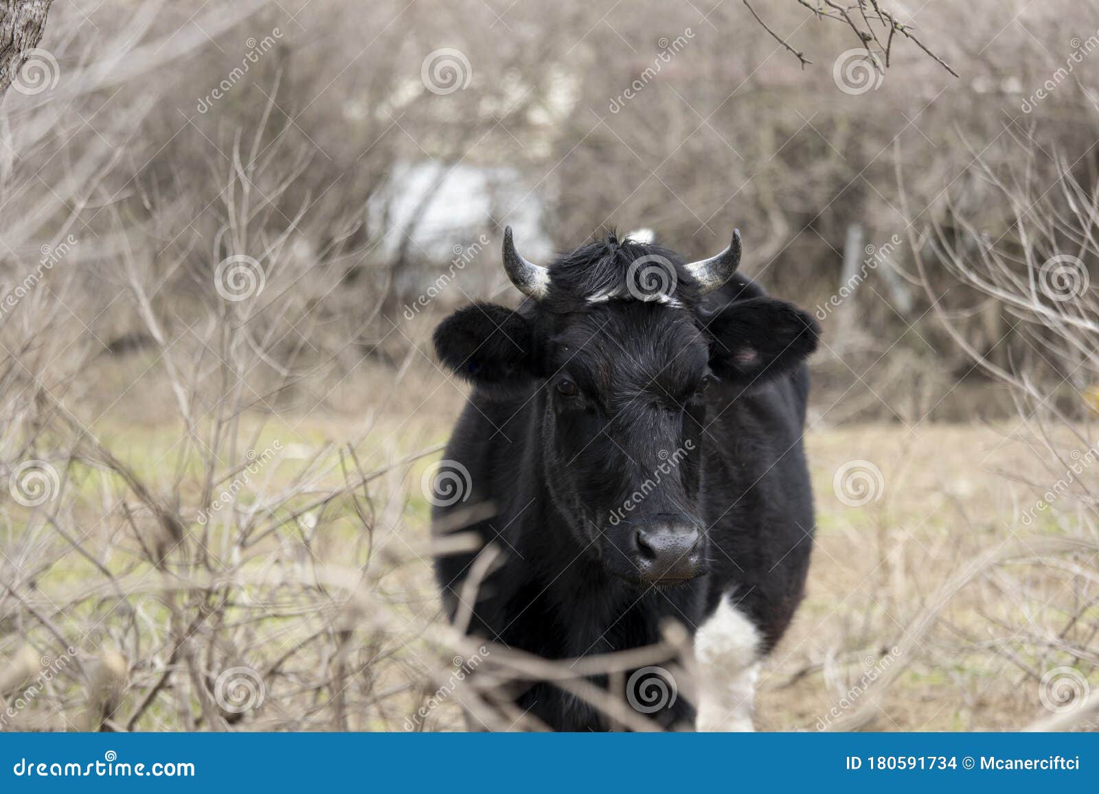 Close Up of an Ox Head Side with Black and White Color Stock Photo ...
