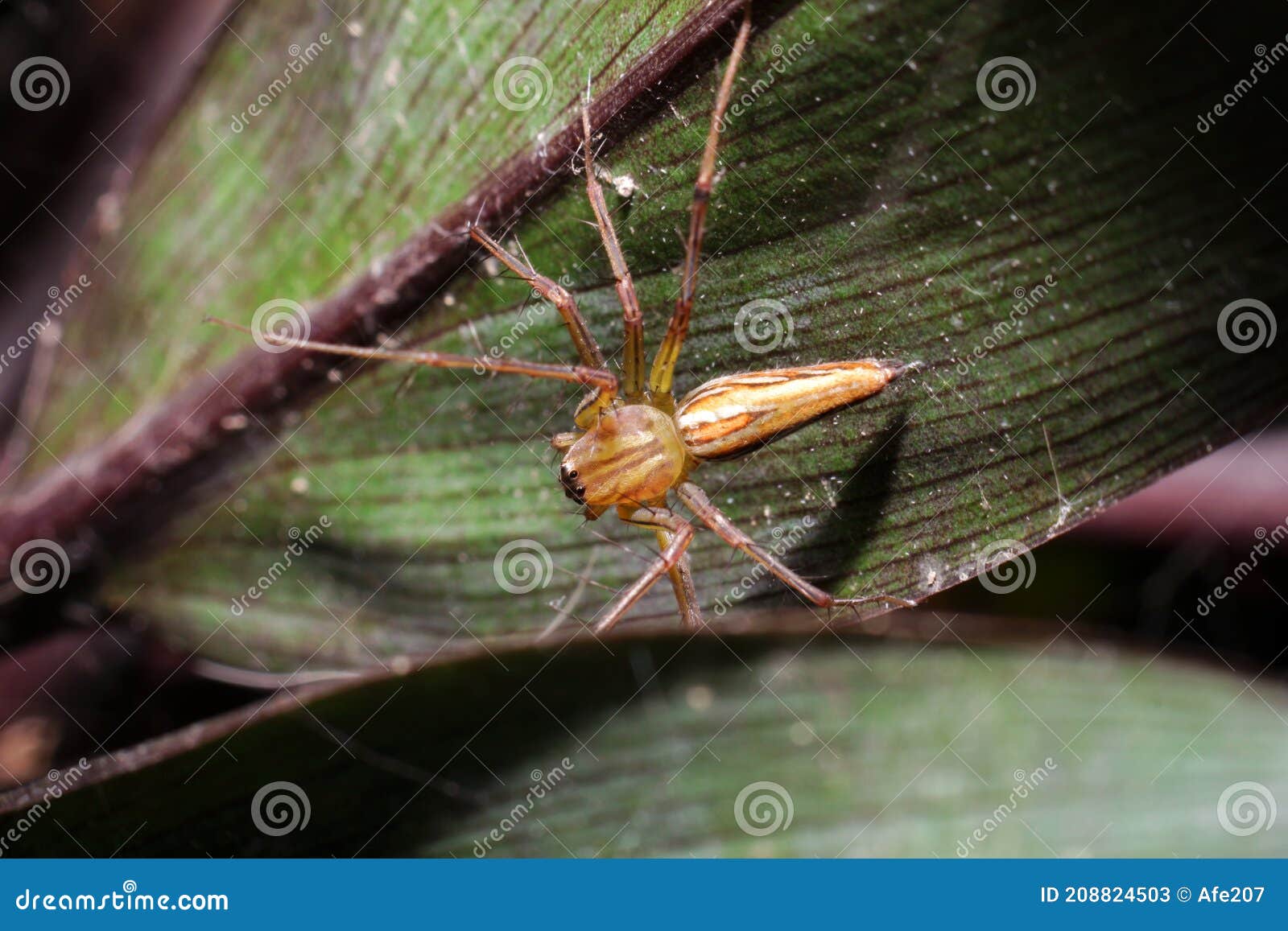 Close-up Oxyopes Javanus Troll Brown Spider Eyes Arranged in a Hexagon ...