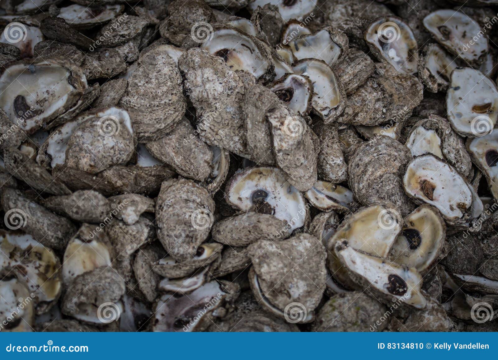 Close up of Oyster Shells stock photo. Image of shells - 83134810