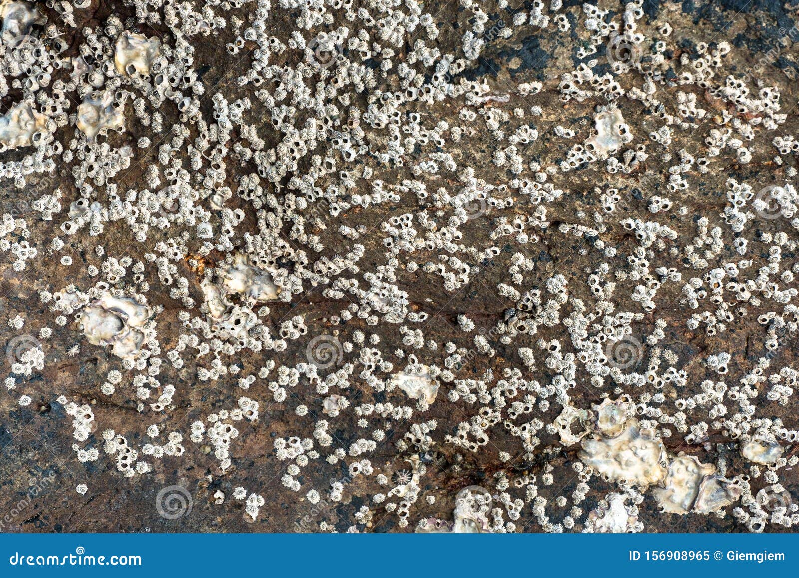Close Up Oyster Shells Embedded on Rock on the Beach Stock Image ...