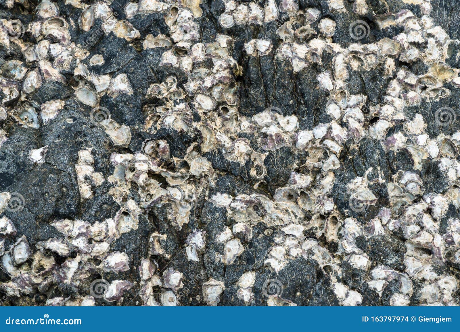 Close Up Oyster Shells Embedded on Rock on the Beach Stock Photo ...