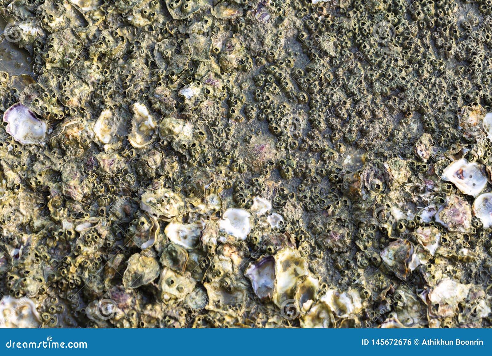 Close Up Of Barnacles On A Rock Against Lapping Water On Sand Beach ...