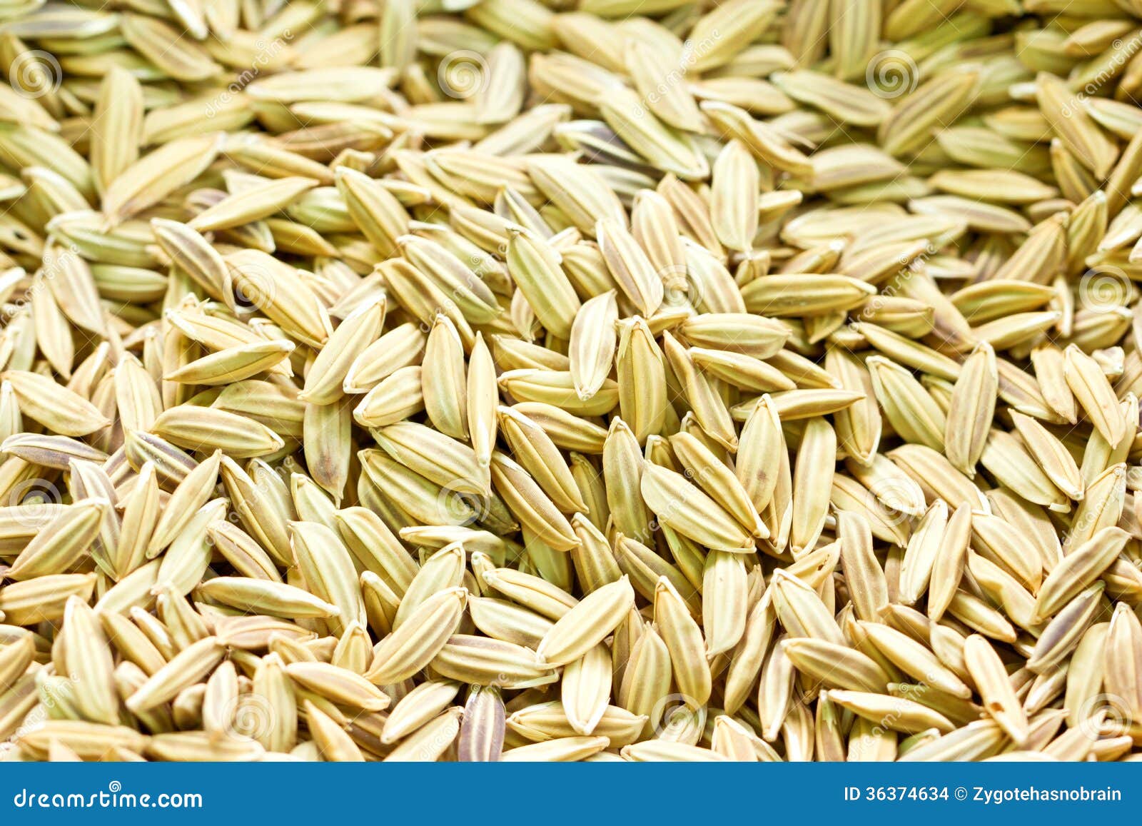 Close Up of Paddy. stock photo. Image of beauty, environment - 36374634