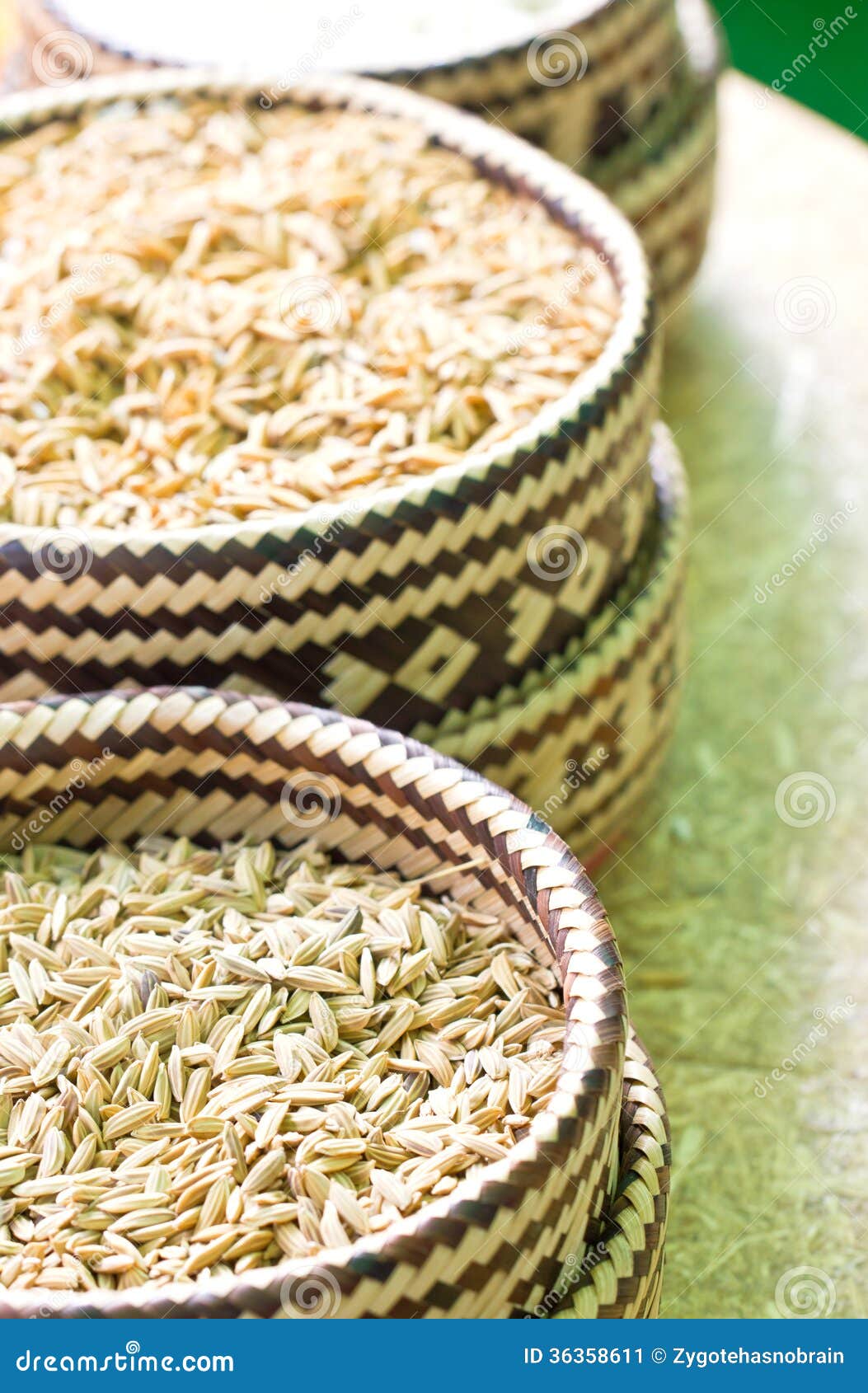 Close Up Paddy in Container. Stock Image - Image of foliage, cultivate ...