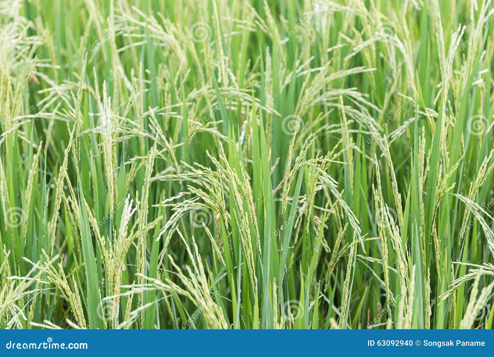 Close up paddy field stock photo. Image of asian, closeup - 63092940