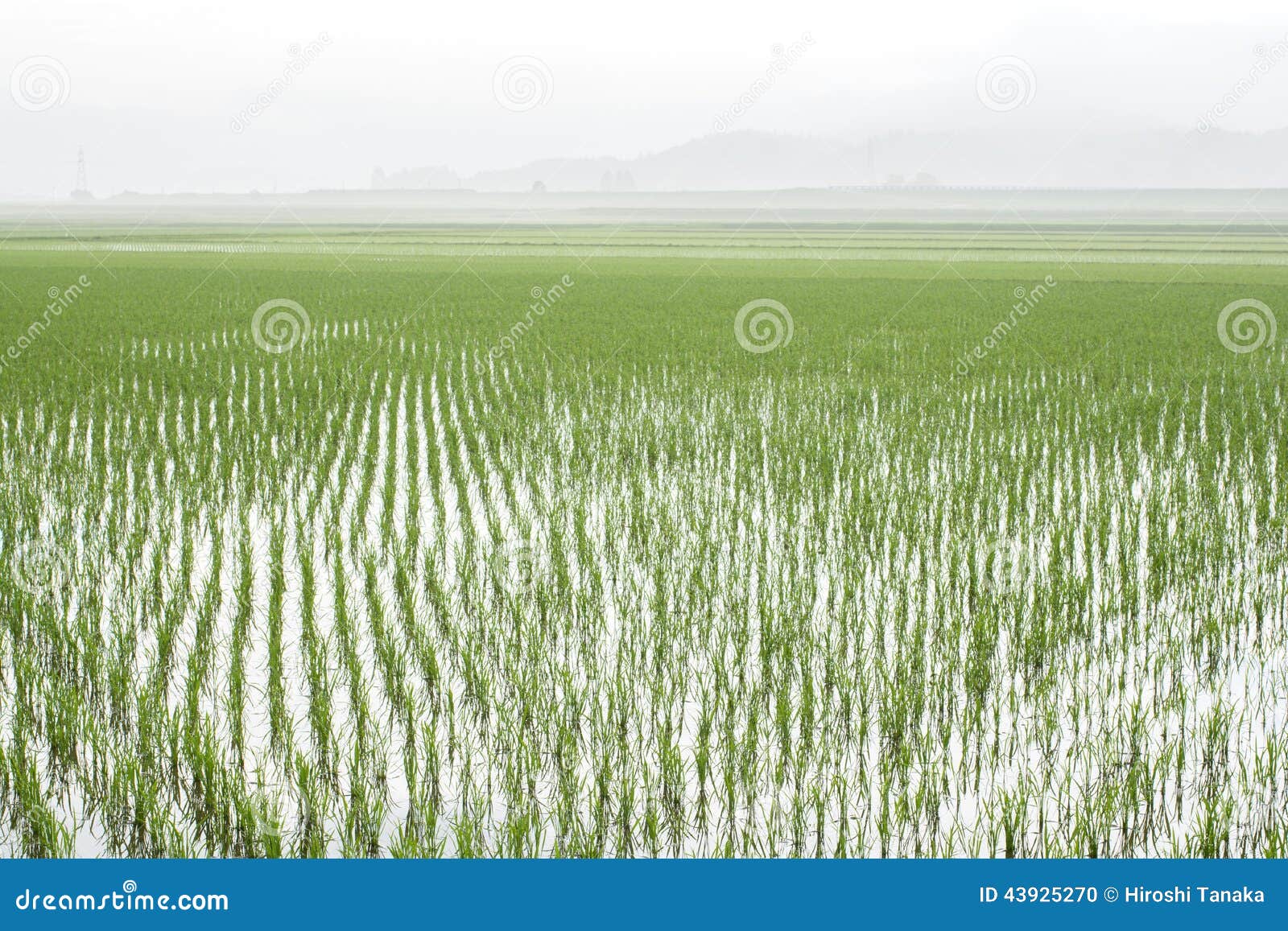 Close up paddy stock photo. Image of season, cloudy, district - 43925270