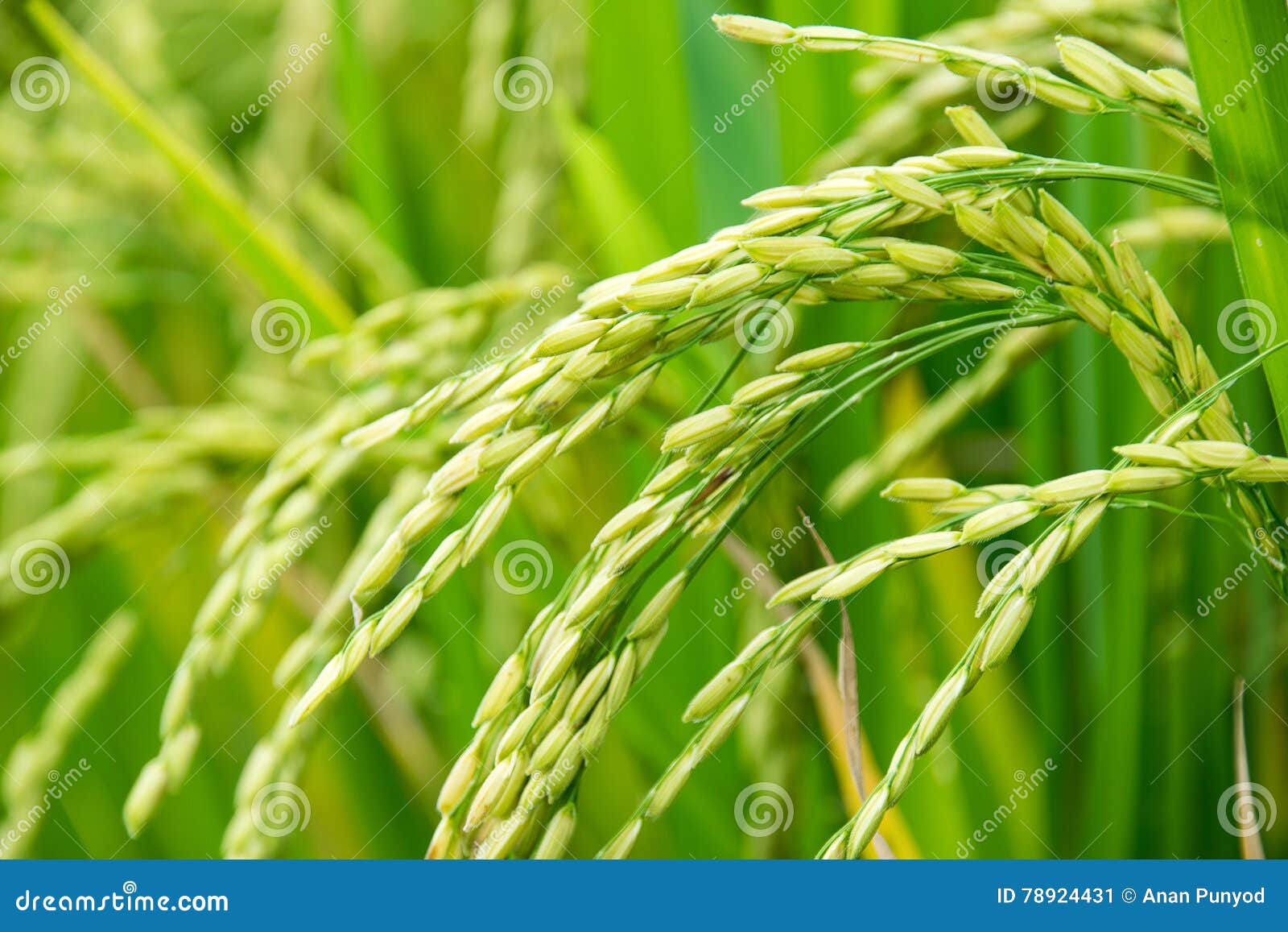 Close Up of Paddy Green Rice Field Stock Image - Image of close, earth ...