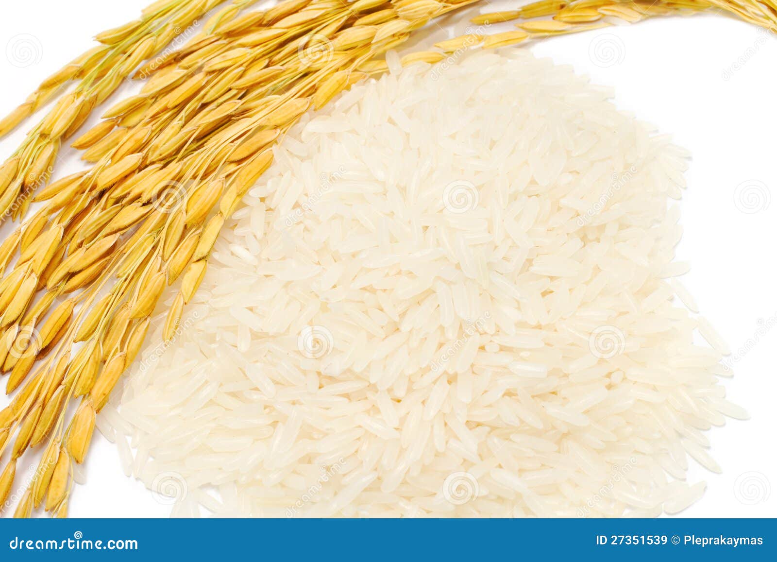 Paddy Jasmine Rice, Pile Of Unmilled Rice Grains Royalty-Free Stock ...