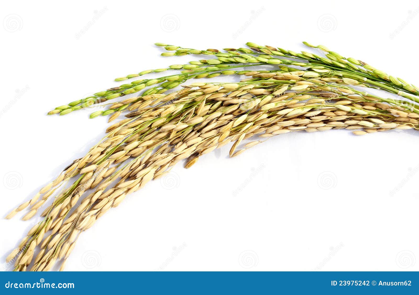 Close up of paddy rice stock photo. Image of crop, background - 23975242