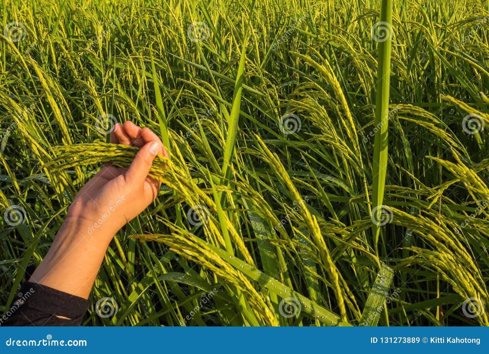 Close Up Paddy Rice Field with Hand Stock Image - Image of countryside ...