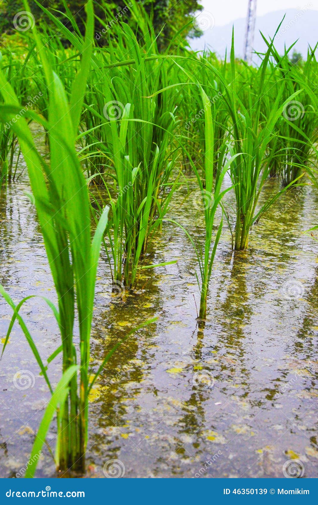 Close-up Paddy Rice Field with Hills Stock Image - Image of china ...