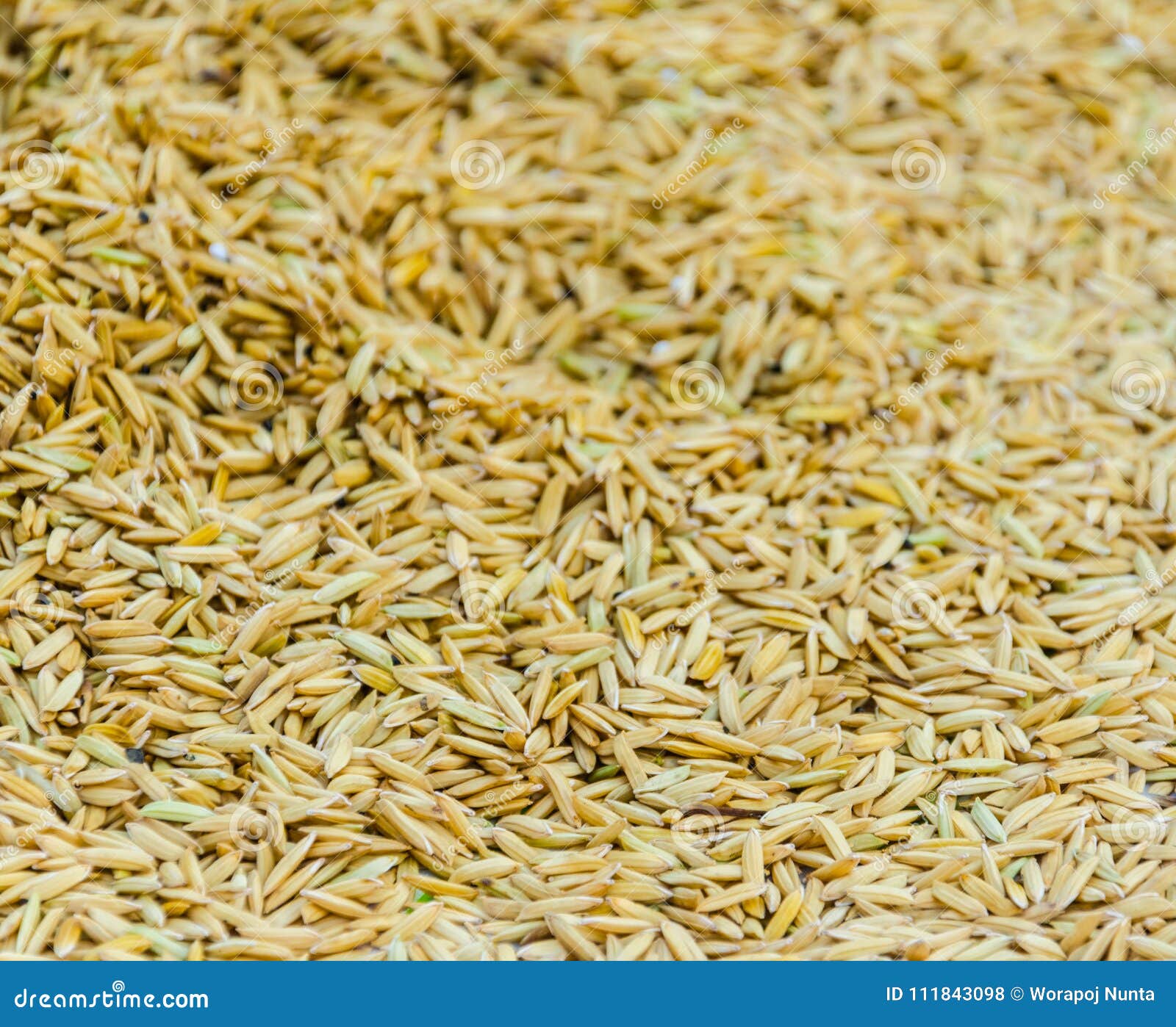 Close up paddy rice stock photo. Image of hand, healthy - 111843098