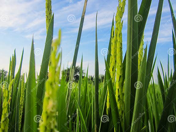 Close Up of Paddy Rice Seed with Rice Fields in the Background Stock ...
