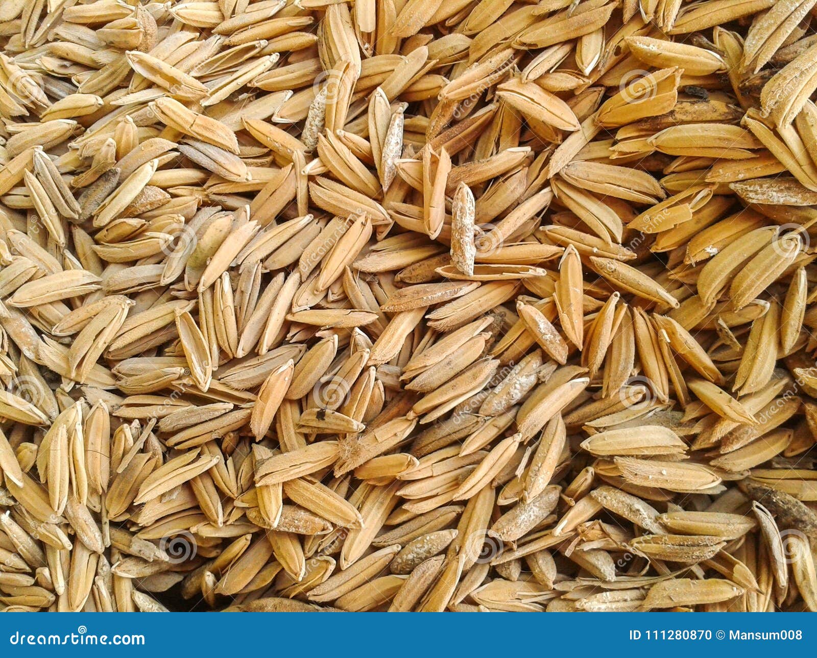 Paddy rice texture stock photo. Image of agriculture - 111280870