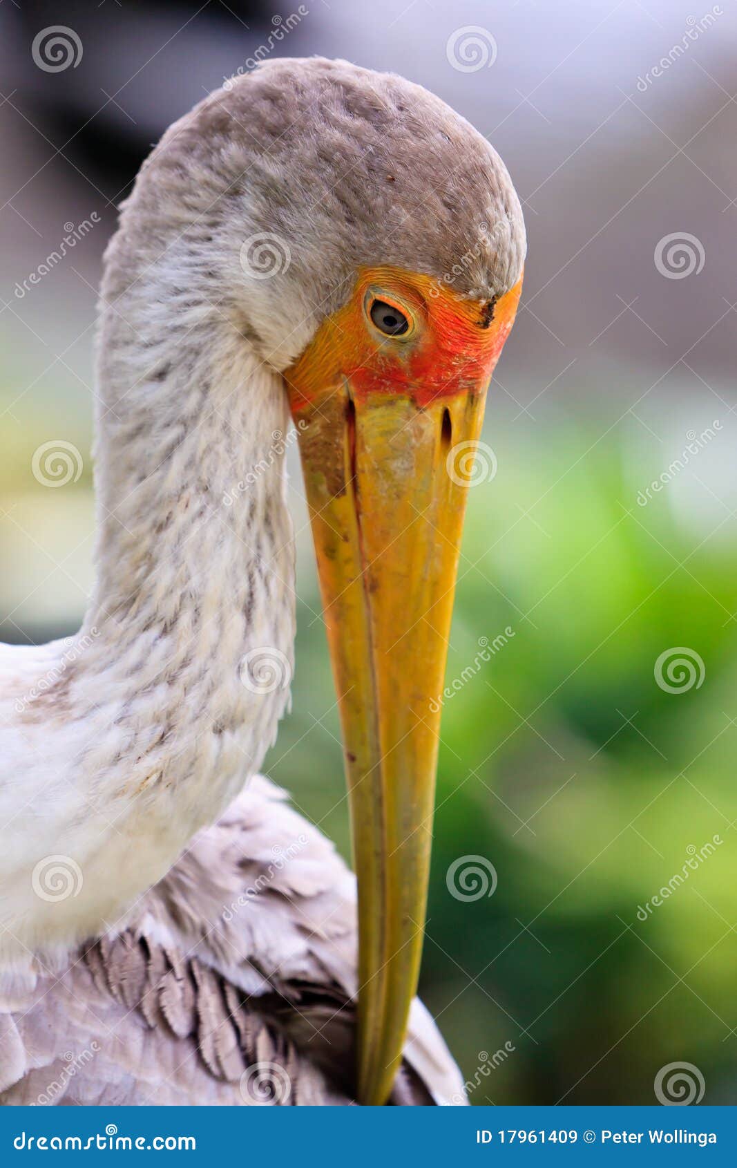 Close Up of a Painted Stork Stock Image - Image of asia, nature: 17961409