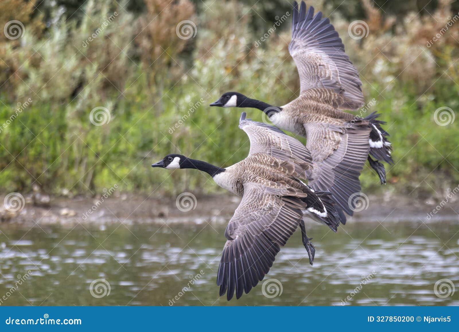 Close Up of a Pair of Canada Geese Flying Low Over Water Surface Stock ...