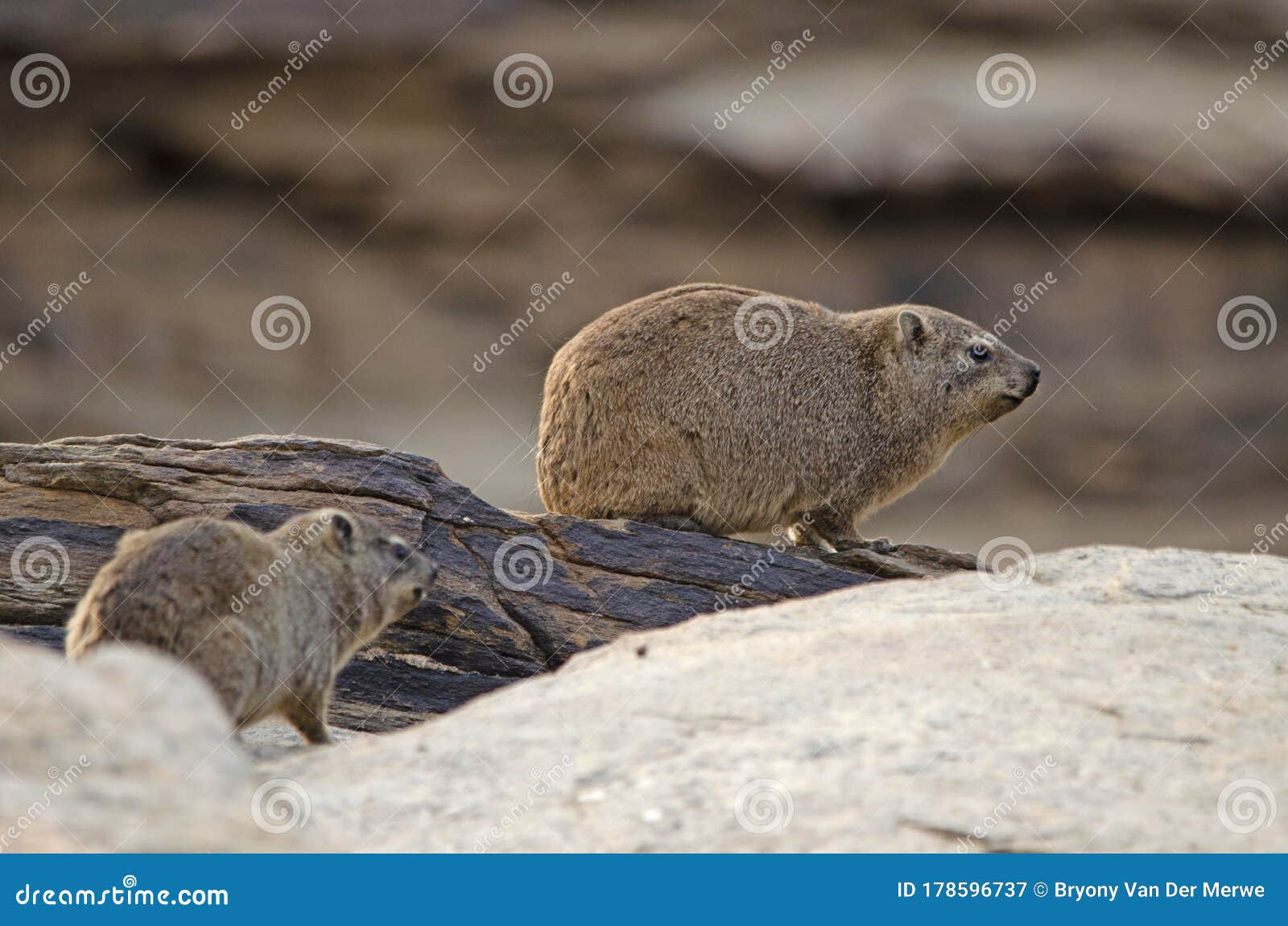 Close-up of Pair of Dassie Rock Hyrax in Namibia Stock Image - Image of ...