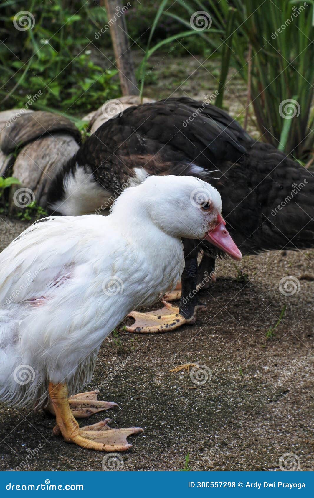 Close Up of a Pair of Ducks Scratching. Stock Photo - Image of fowl ...