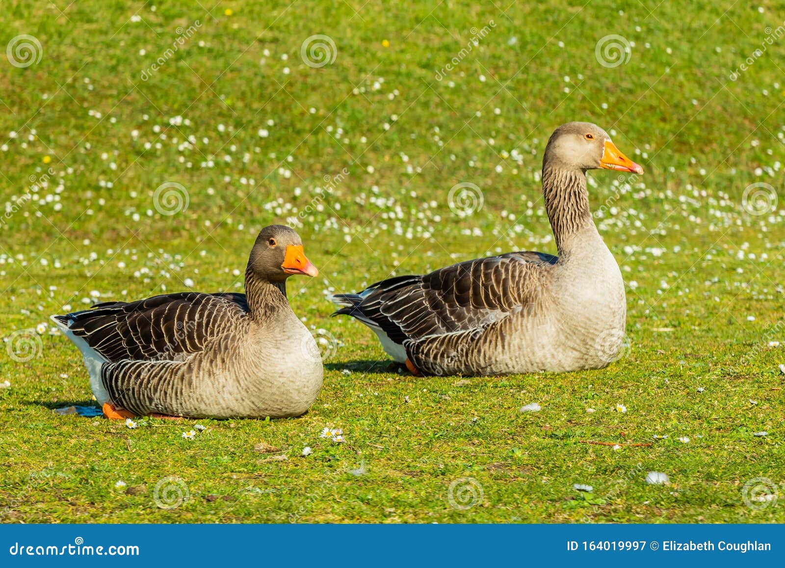 Close Up of a Pair of Greylag Geese Stock Image - Image of nature ...