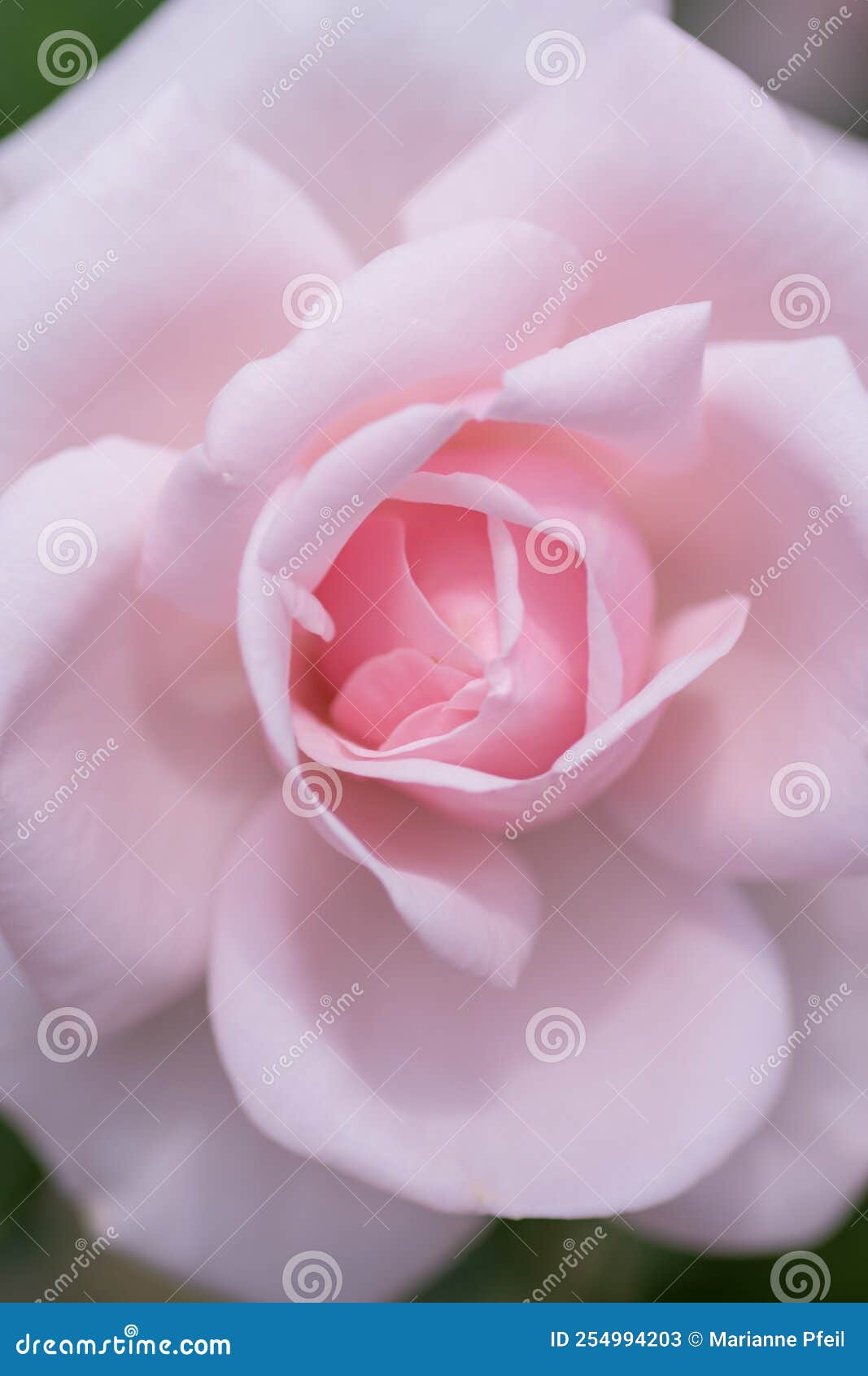 Close-up of a Romantic Pale Pink Rose. Stock Image - Image of growth ...