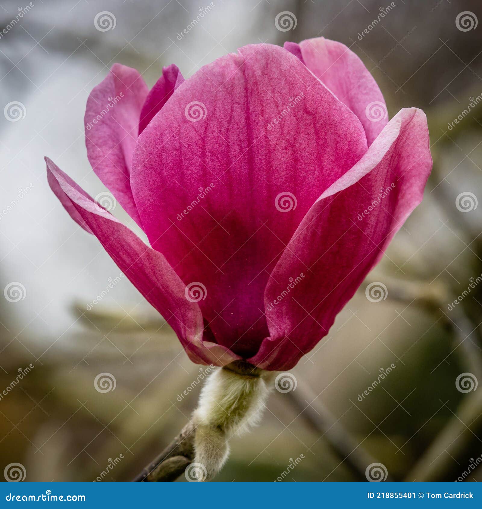 Magnolia Ian s Red stock image. Image of blossom, flower - 218855401