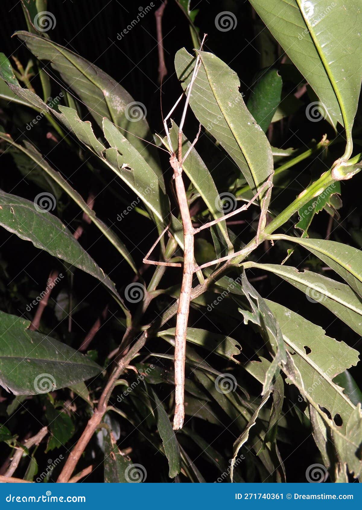Close Up of a Pale Stick Insect Phasmid (Order Phasmatodea) Stock Image ...
