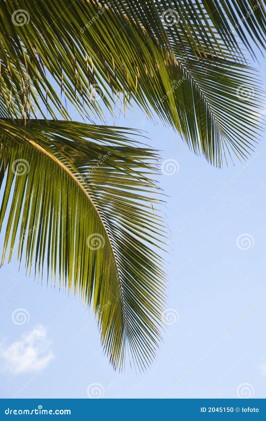 Close up of palm frond. stock photo. Image of leaf, space - 2045150