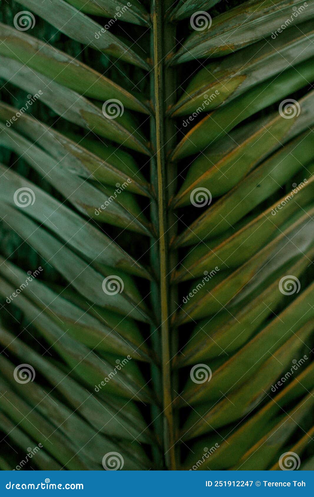 Close Up of a Palm Frond with the Rachis and Leaflet. Top Down Stock ...