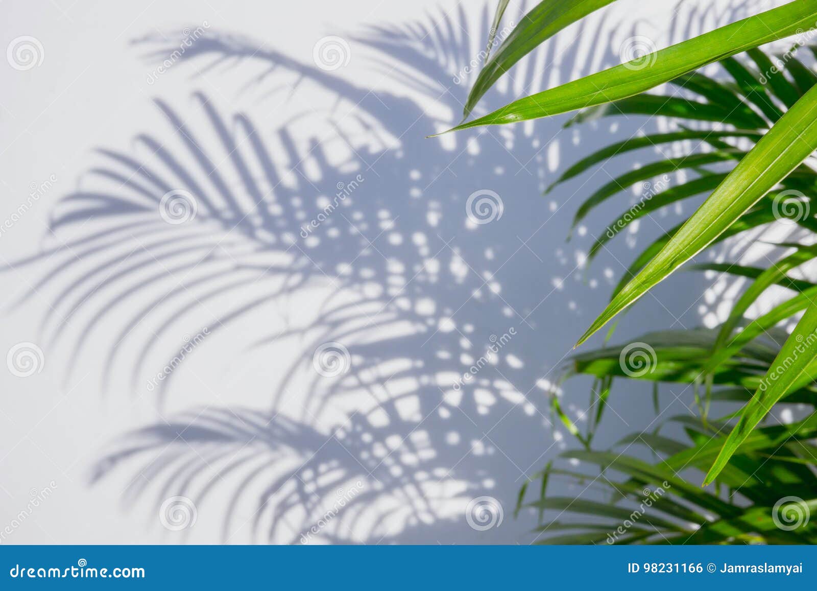 Close Up Palm Leaf and Shadows on a White Wall Stock Photo - Image of ...