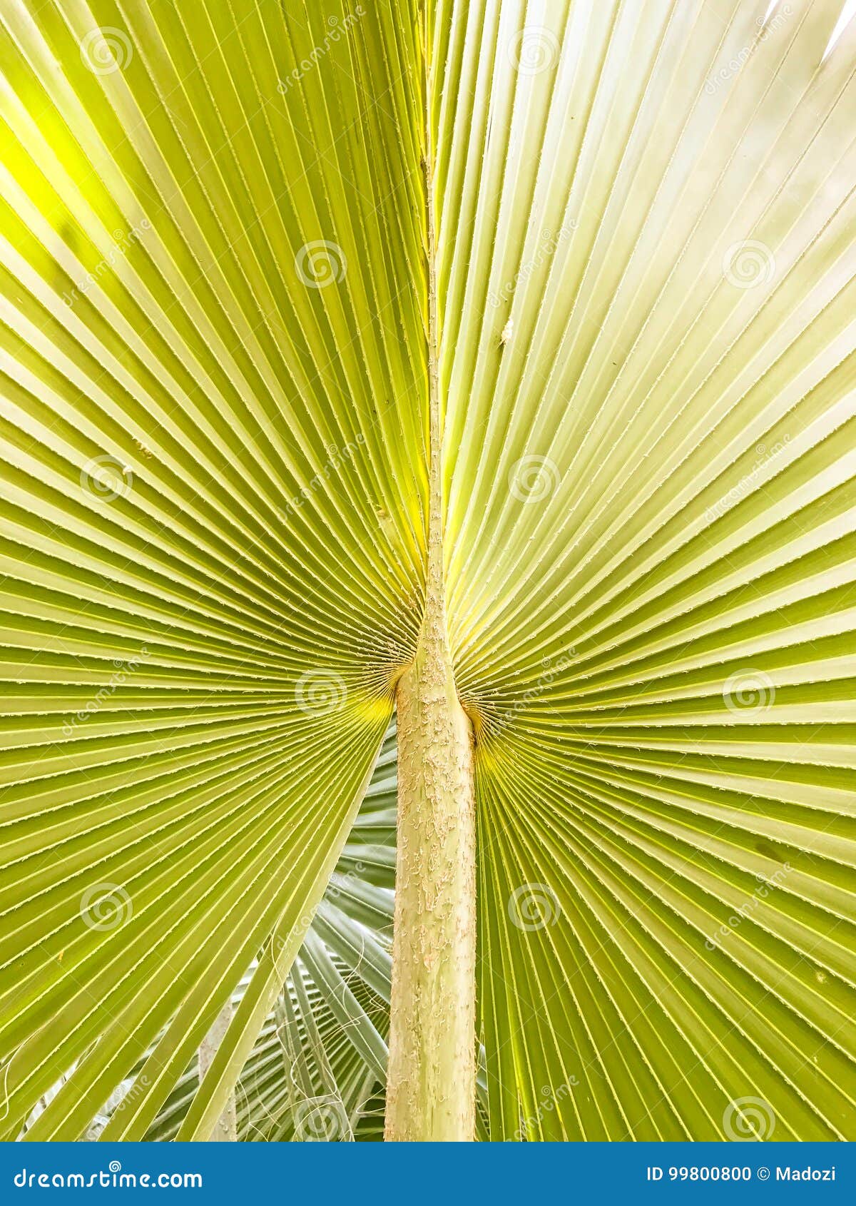 Close up palm leave stock photo. Image of environment - 99800800