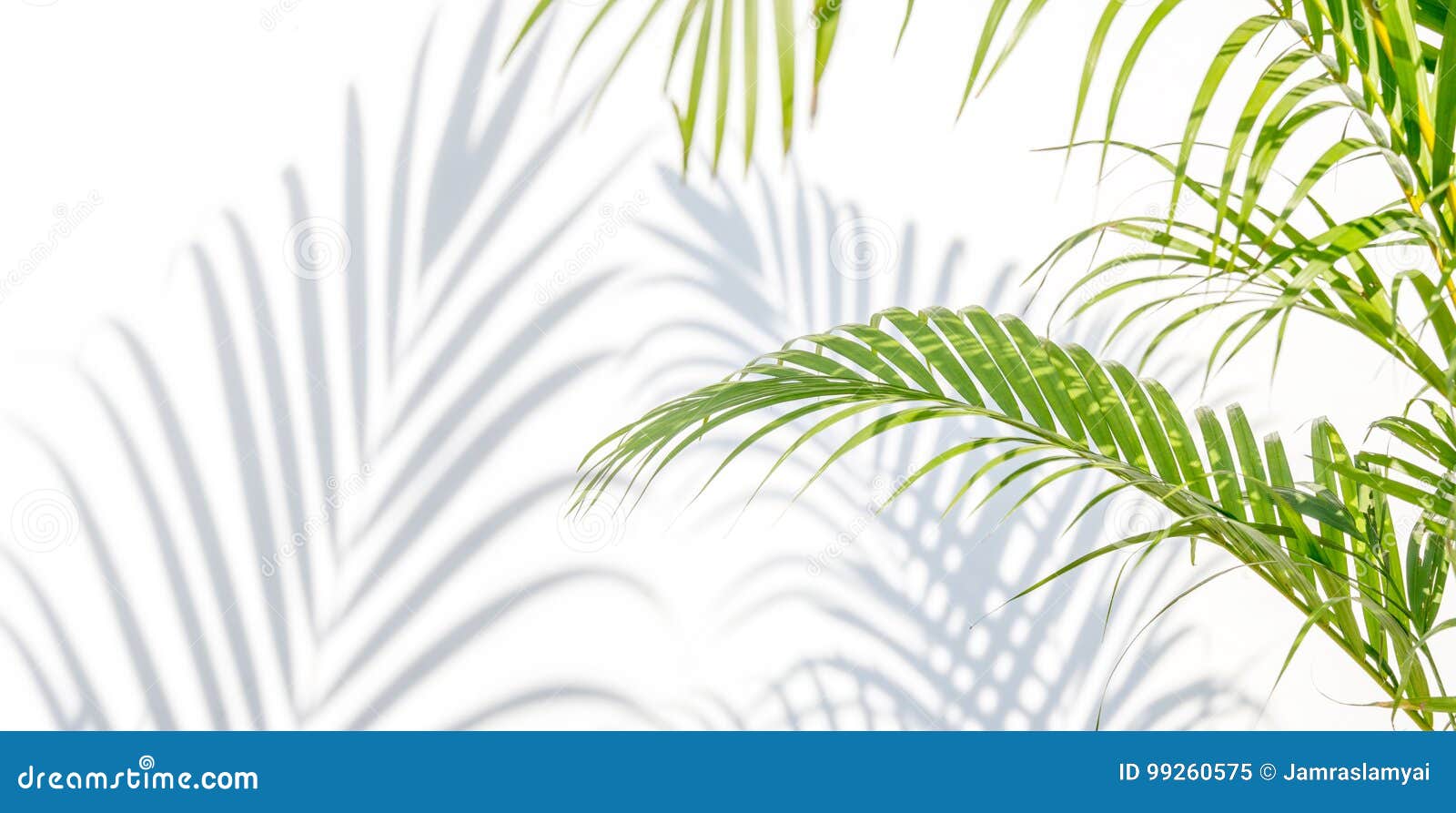 Palm Leaves and Shadows on a White Wall Stock Image - Image of ...