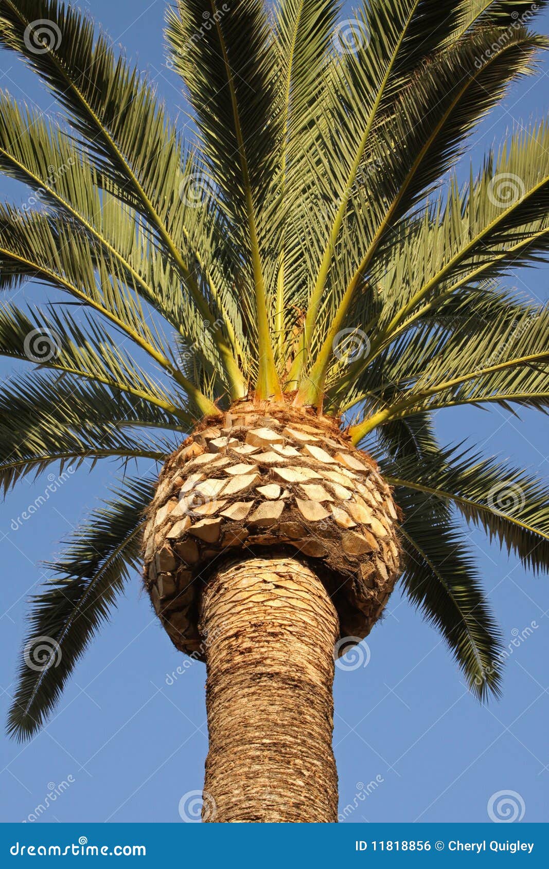 Close Up Palm Tree stock photo. Image of nature, green - 11818856