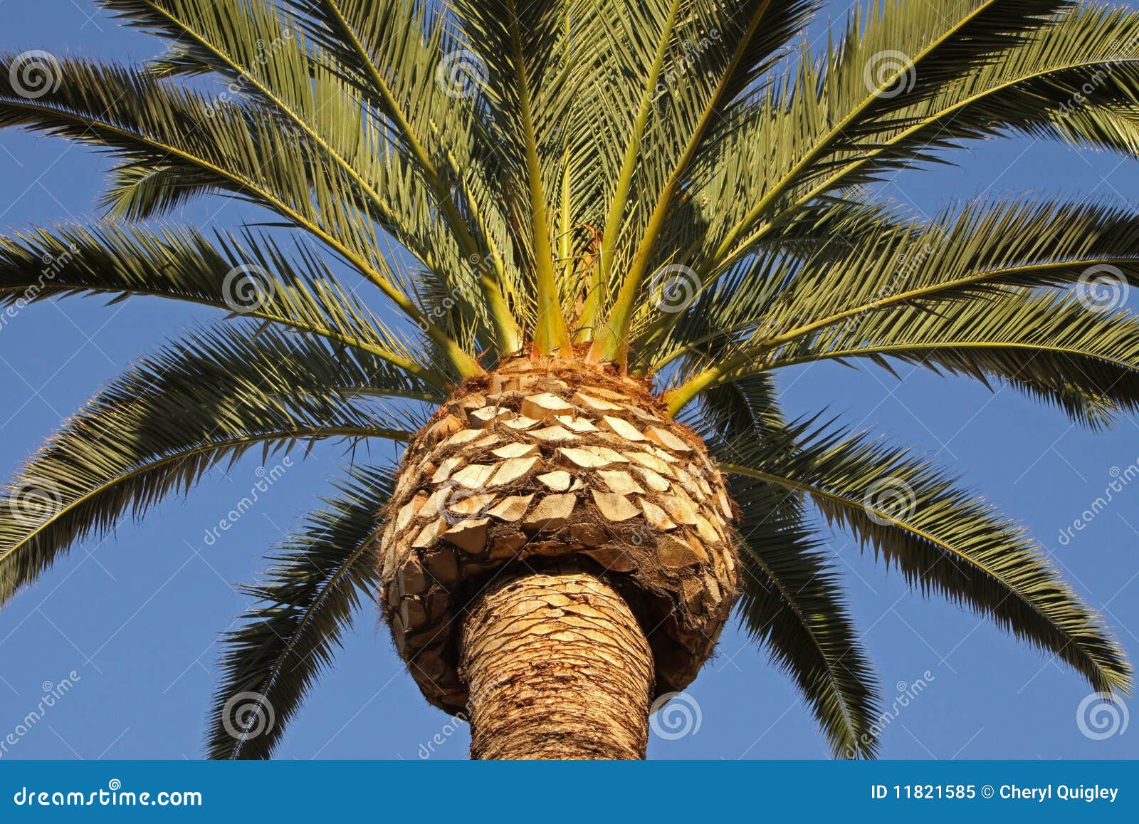 Close Up of Palm Tree stock image. Image of horizontal - 11821585