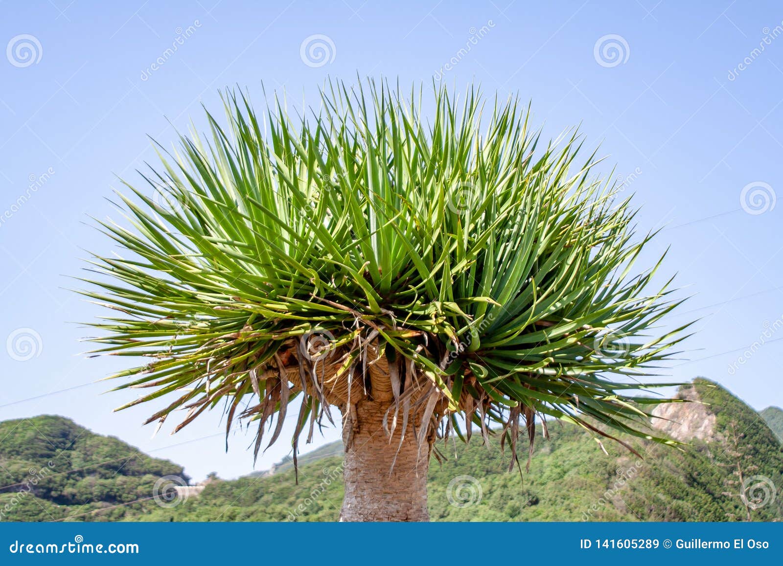 Close up from a palm tree stock image. Image of ancient - 141605289