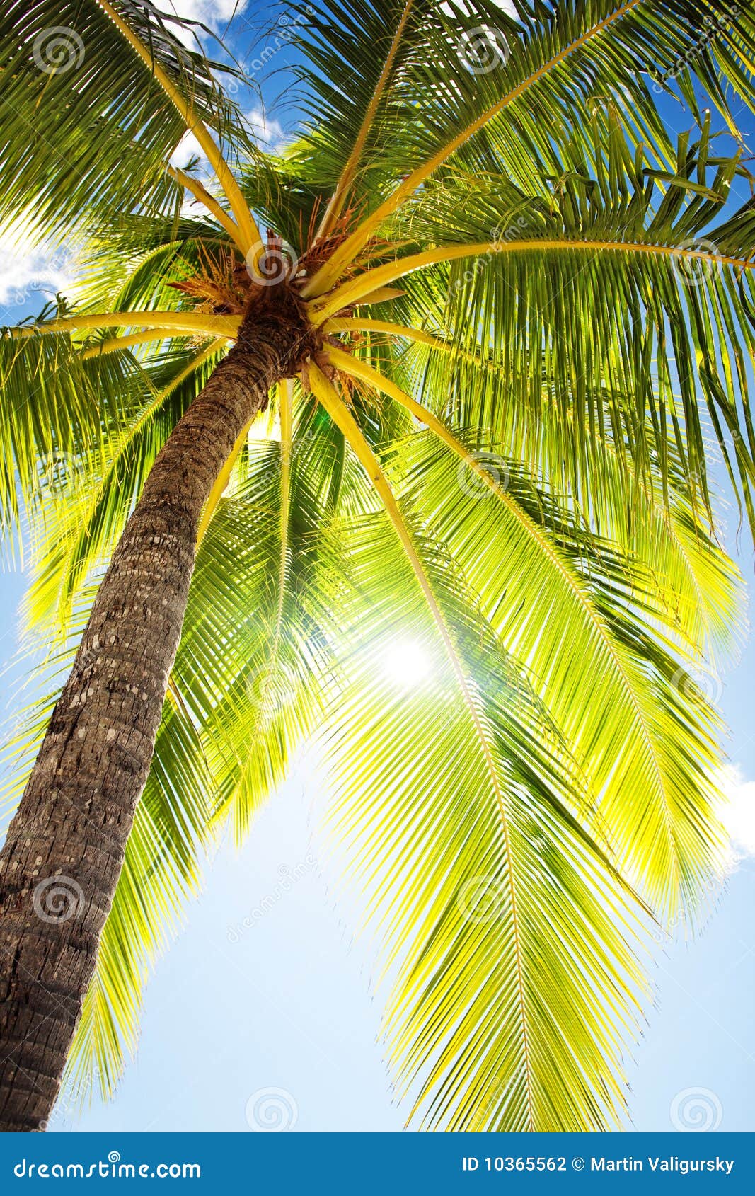 Close Up of Palm Tree Agains Blue Sky Stock Photo - Image of branch ...