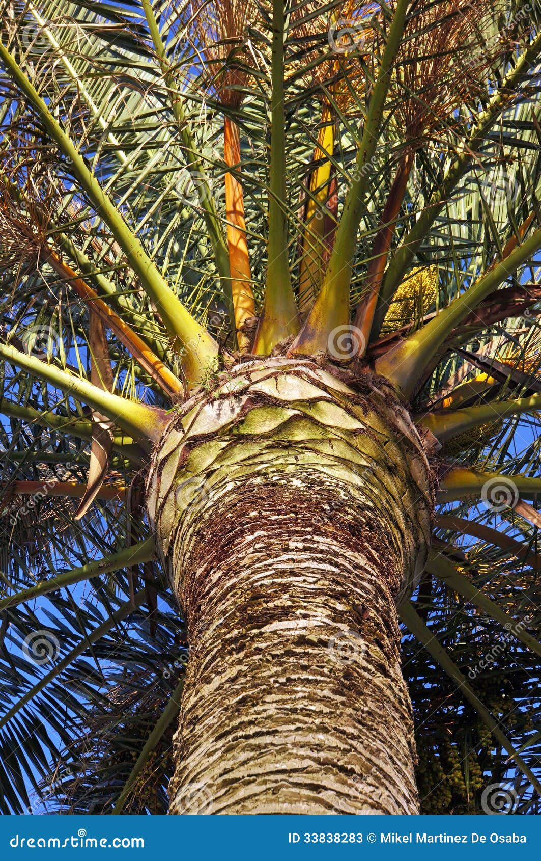 Close-up of palm tree stock image. Image of leaf, nature - 33838283