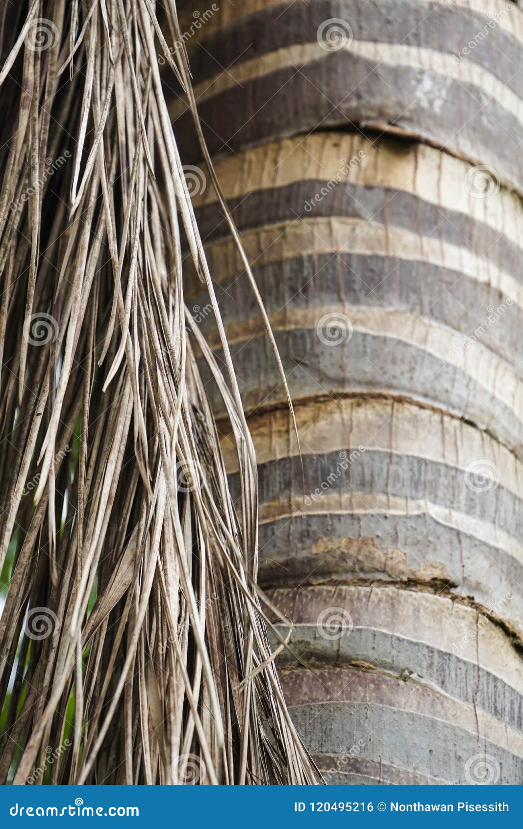 Close Up Palm Tree Coconut Tree Trunk and Leaf Texture Stock Photo ...