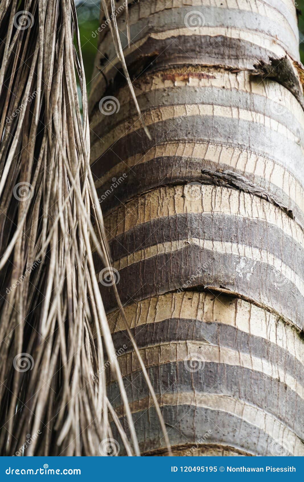 Close Up Palm Tree Coconut Tree Trunk and Leaf Texture Stock Image ...