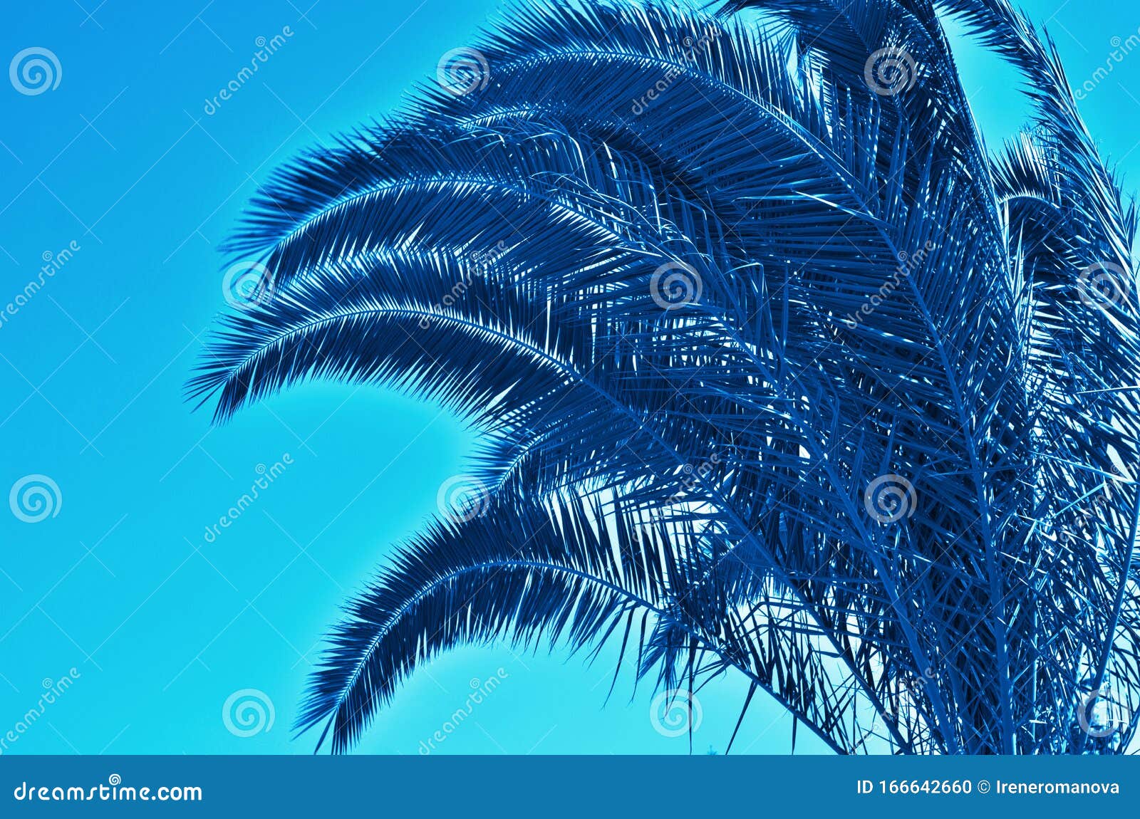Close Up of Palm Tree. Color of the Year 2020 Classic Blue Stock Photo ...