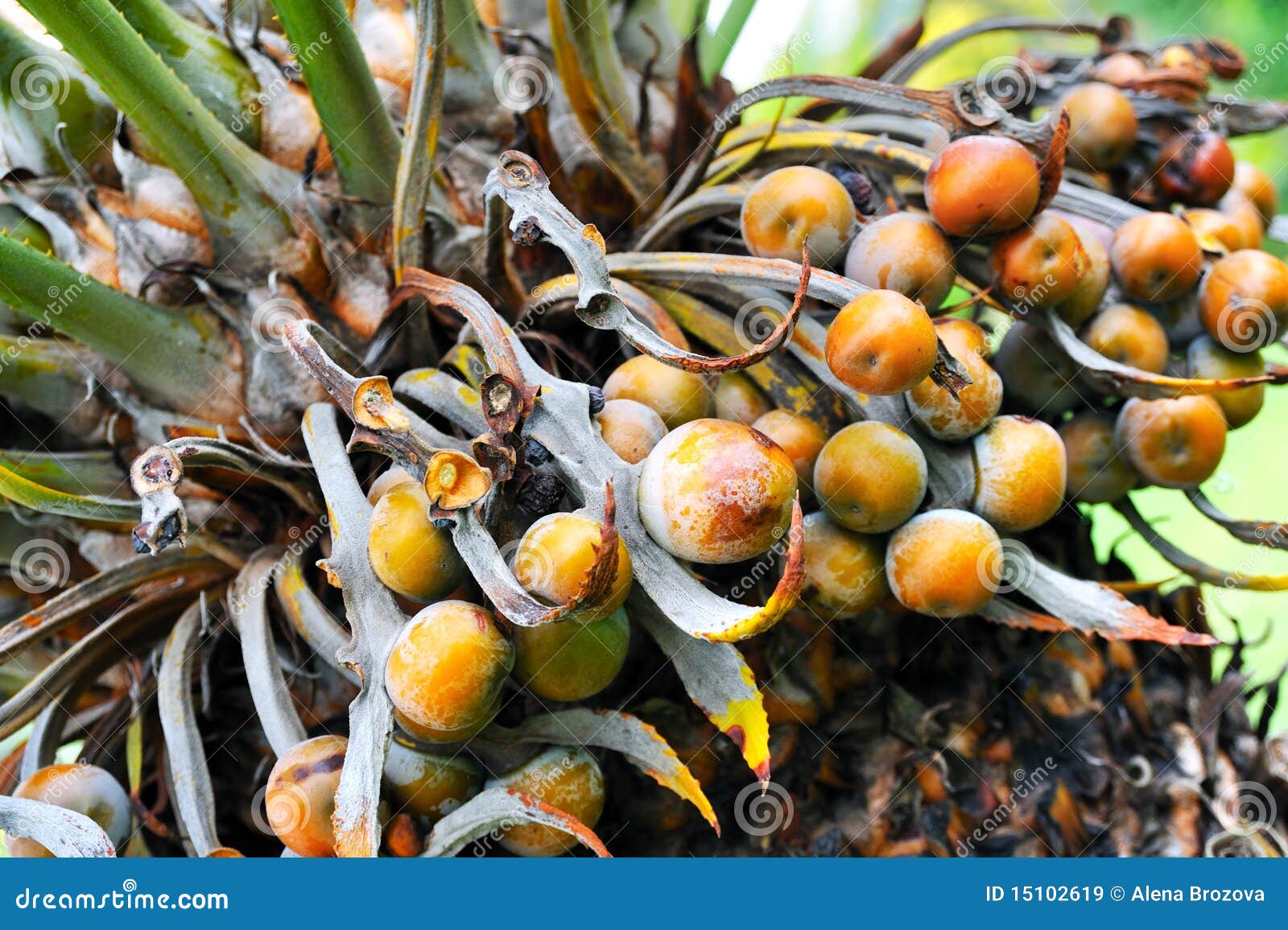 Cycas Circinalis Plant And Seeds Also Known Queen Sago,medicinal Plant ...