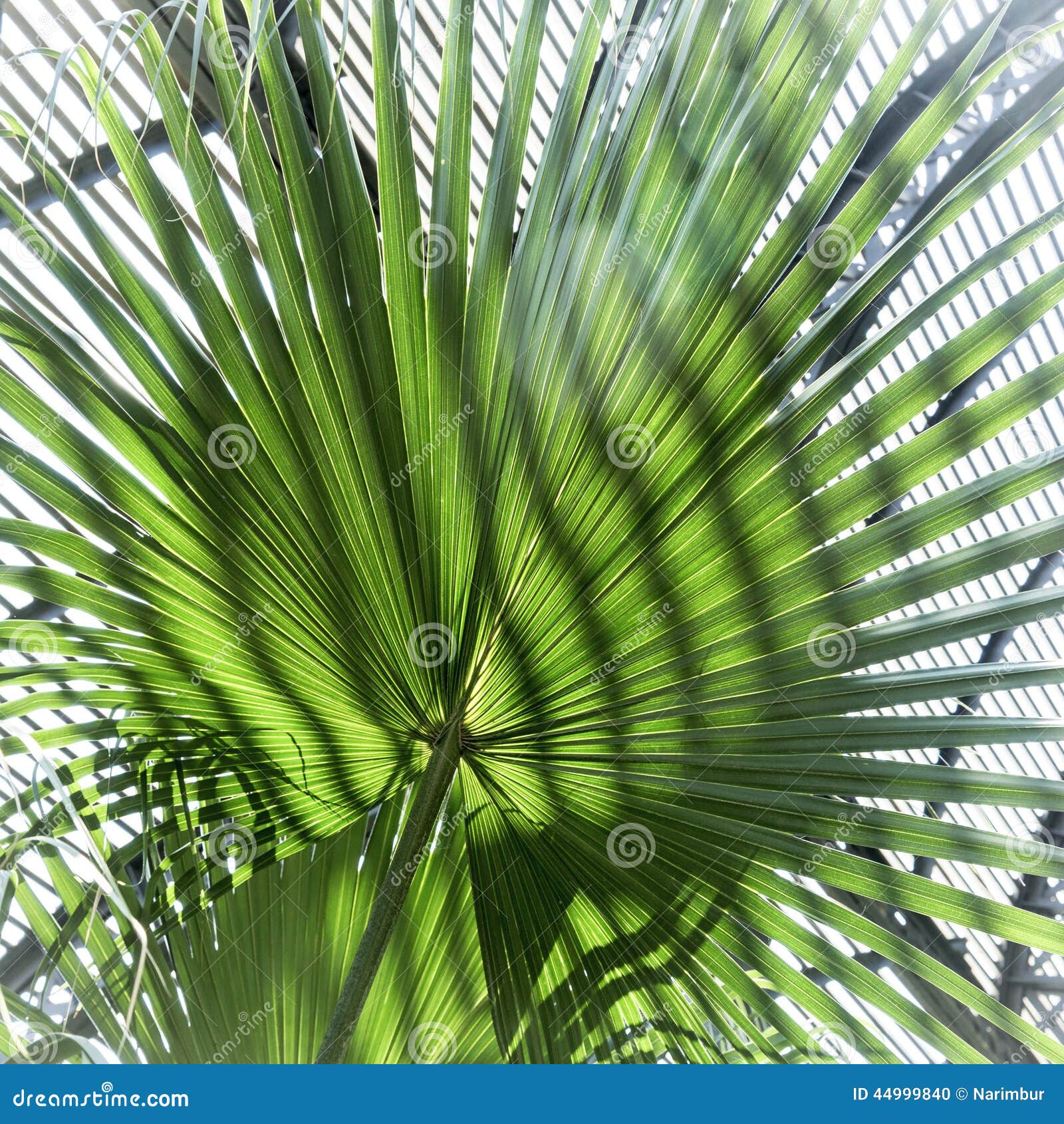 Close Up of a Palm Tree Leaf Stock Photo - Image of palm, contrast ...