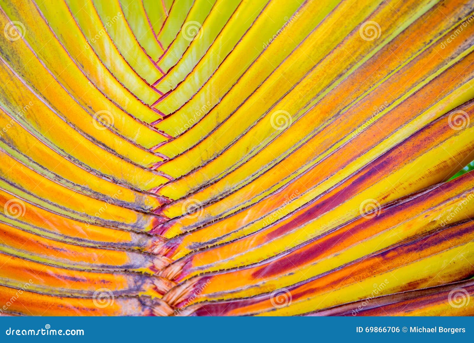Close Up of a Palm Tree Leaf Structure Stock Photo - Image of plant ...