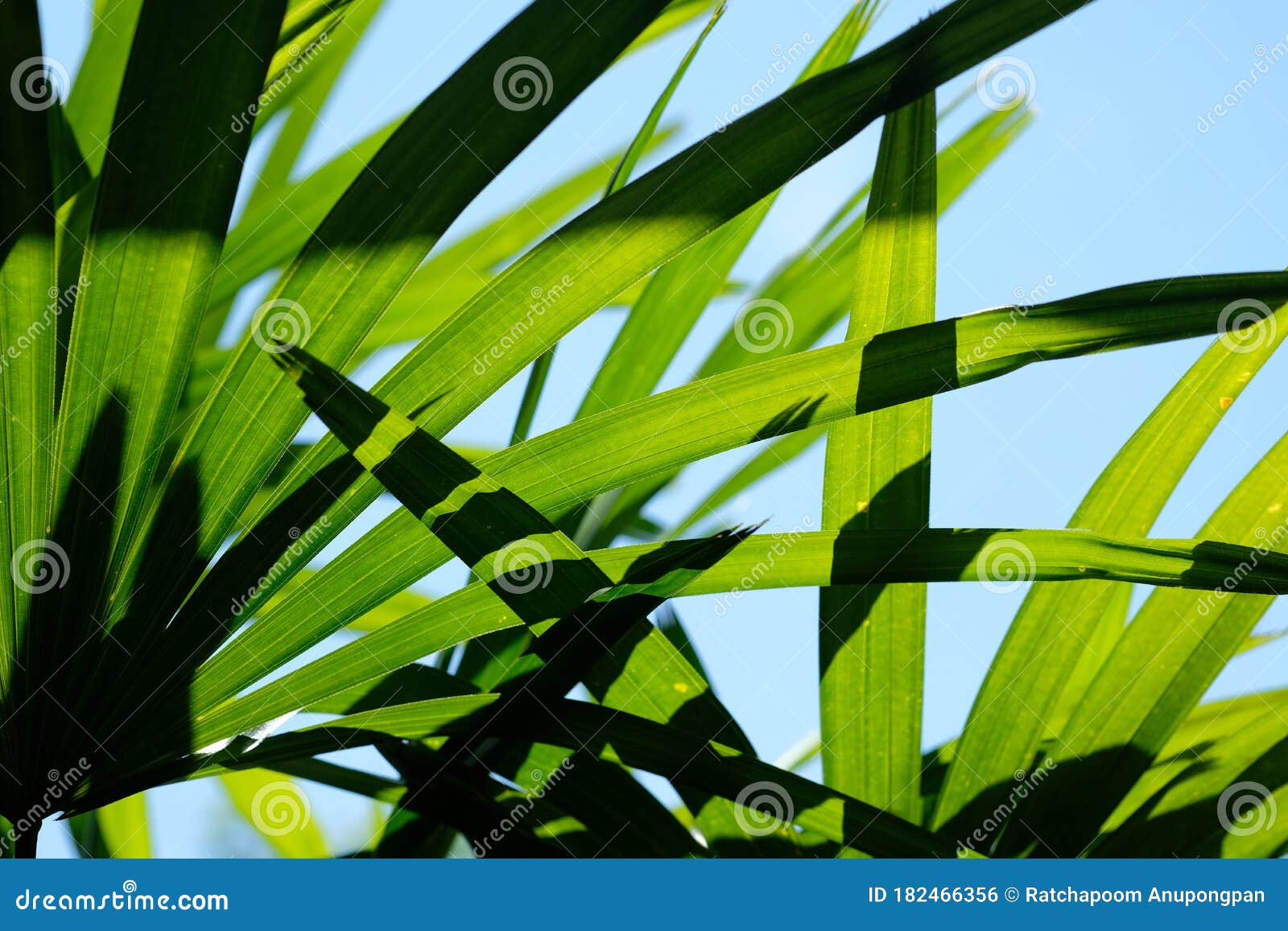 Close Up of Palm Tree Leaves. Light and Shadow Stock Photo - Image of ...