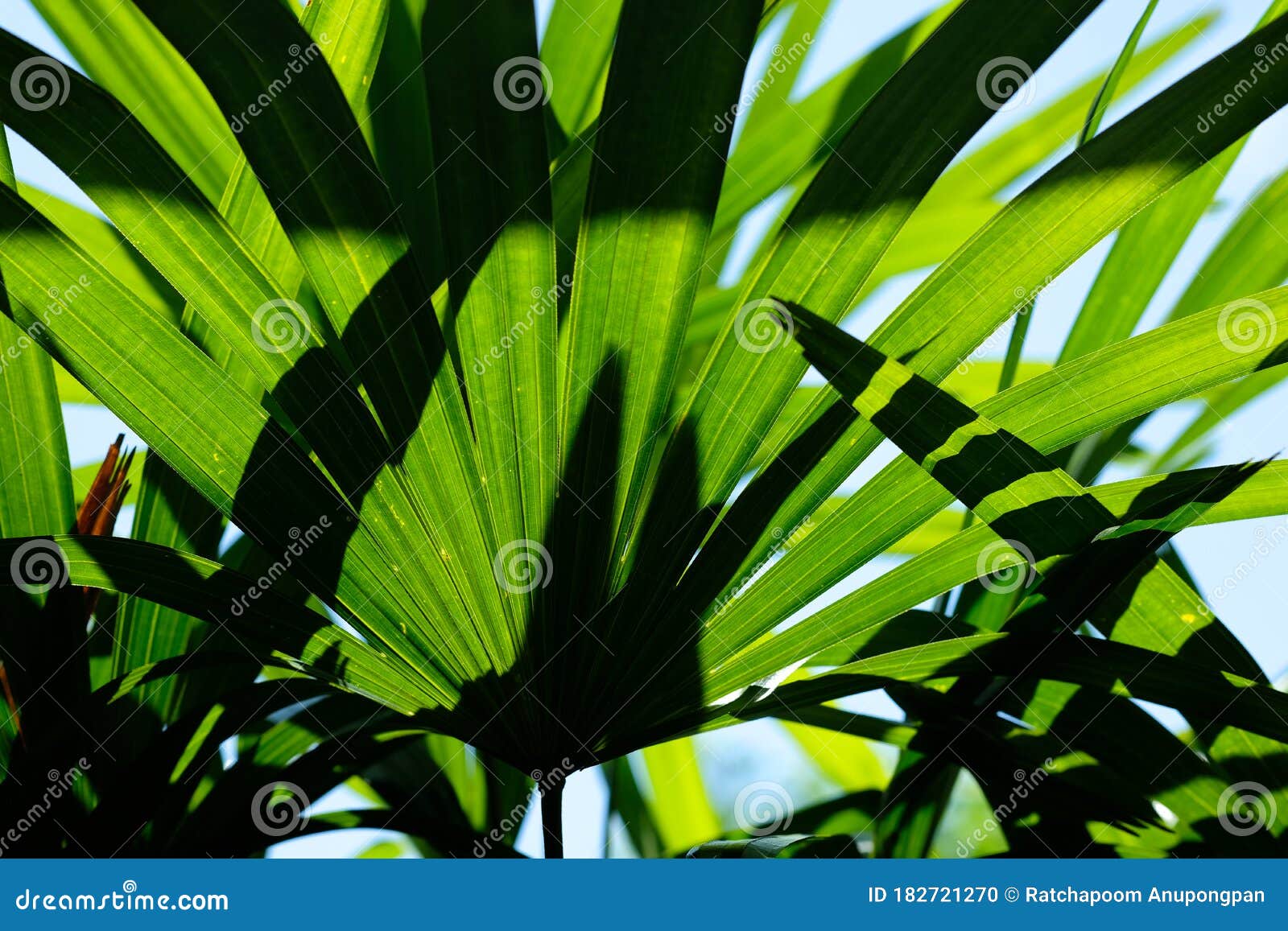 Close Up of Palm Tree Leaves. Light and Shadow Stock Photo - Image of ...