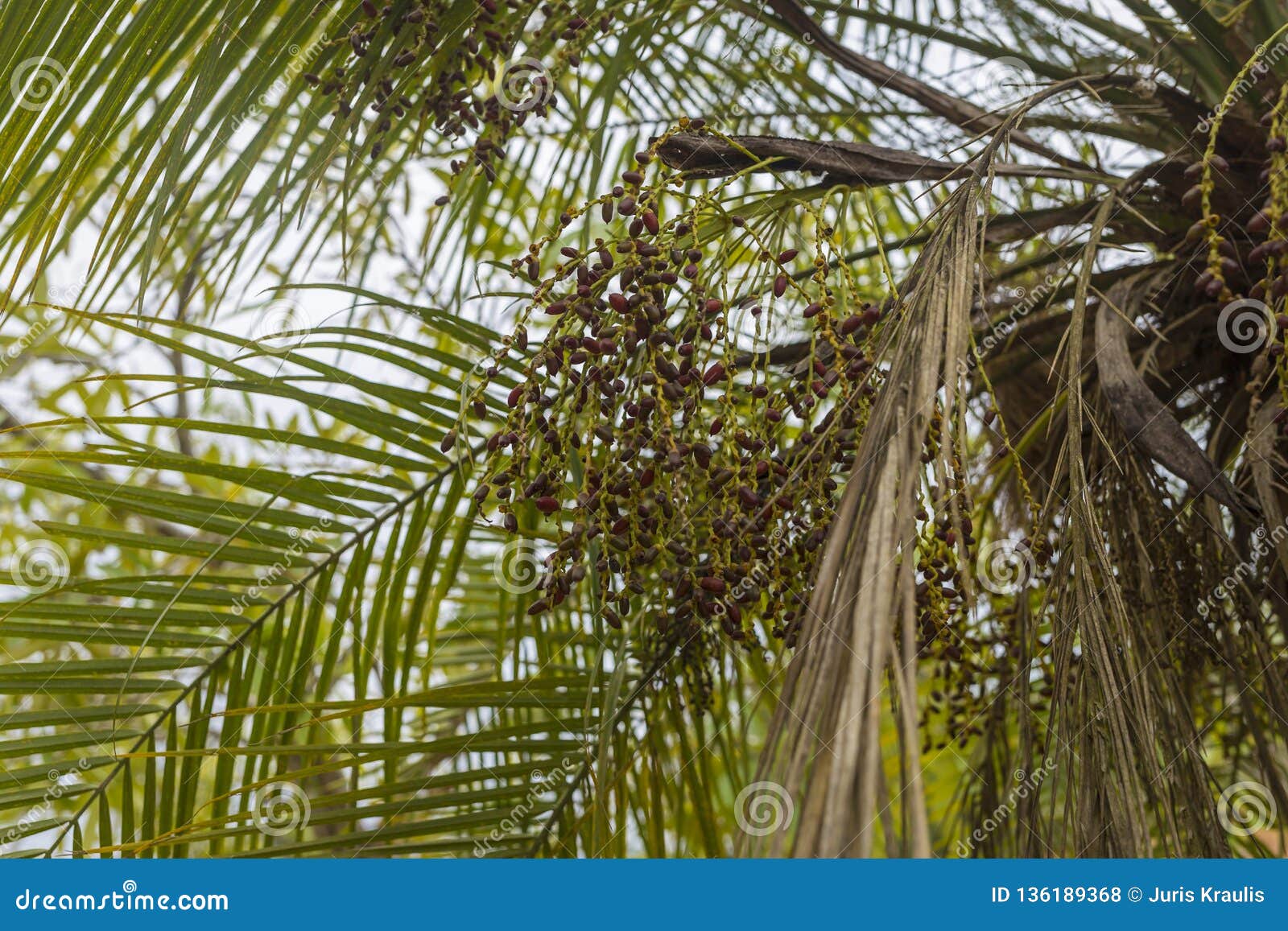 Close Up of Palm Tree Seen from Below Stock Photo - Image of abstract ...