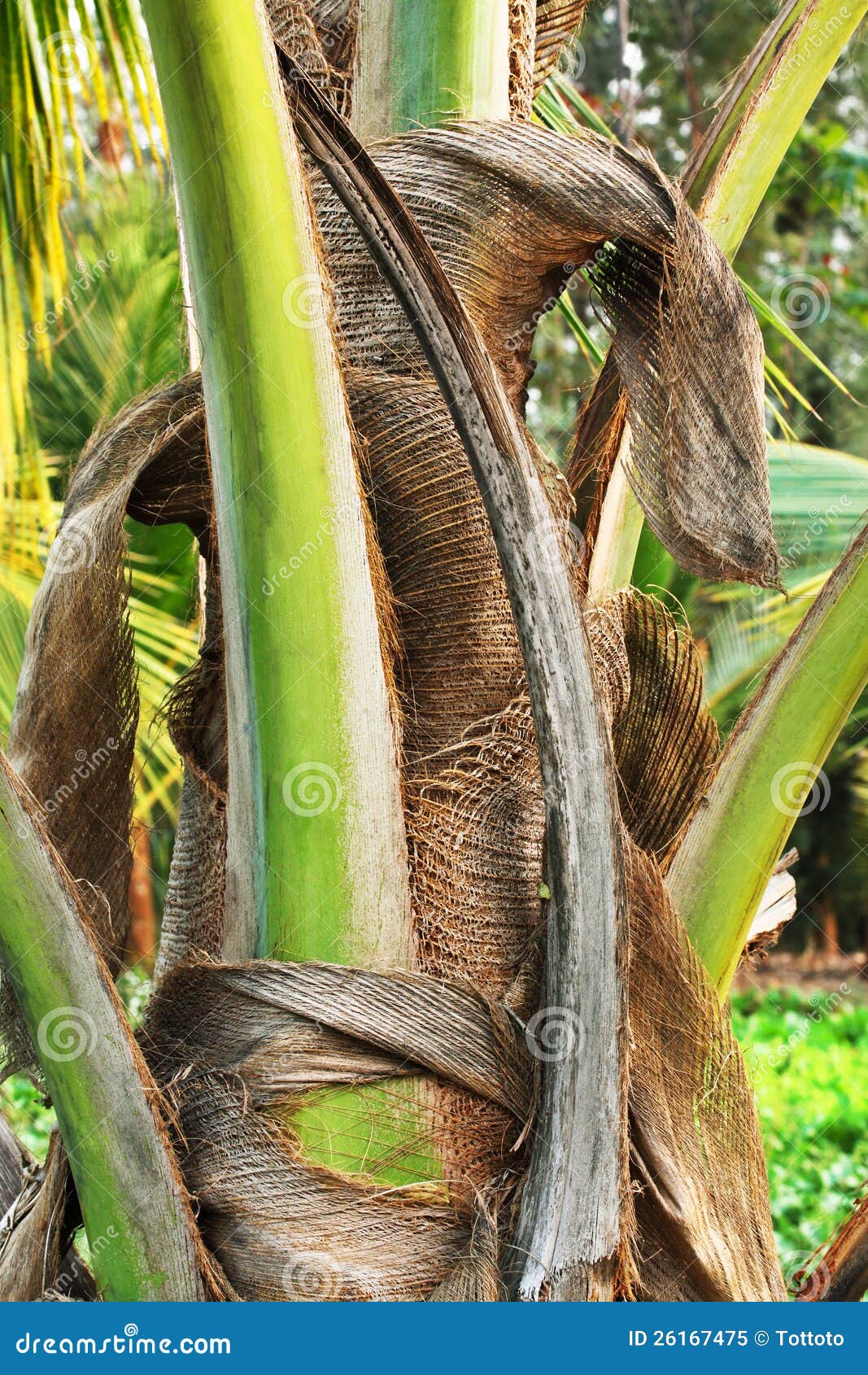 Close-up of palm tree stem stock image. Image of greenery - 26167475