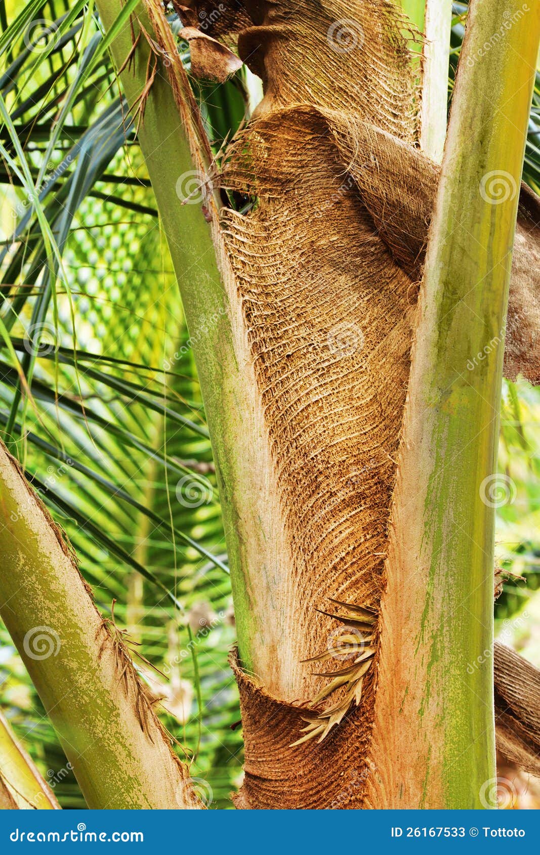 Close-up Of Palm Tree Stem. Stock Photos - Image: 26167533