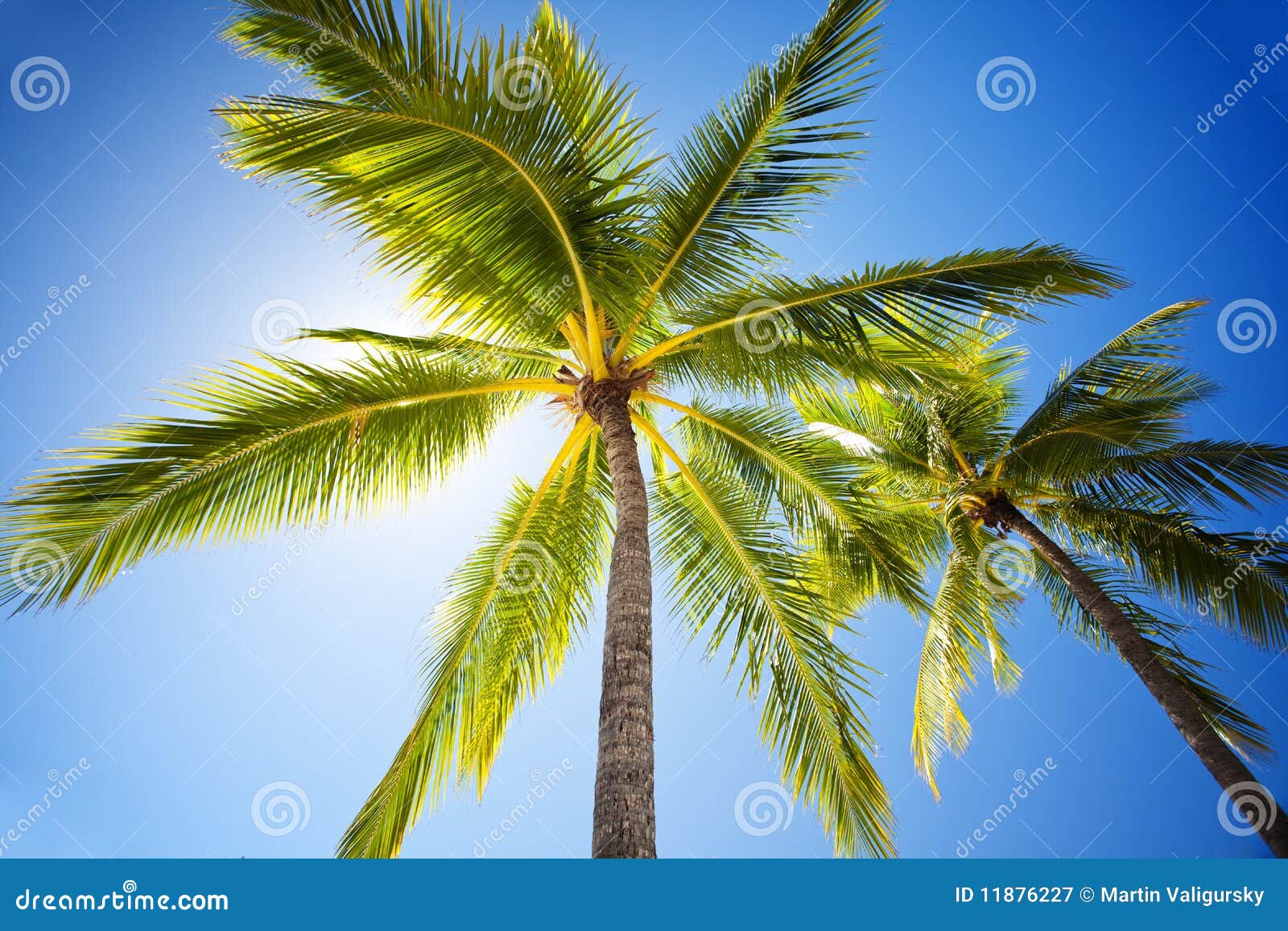 Close Up of Palm Trees Agains Sunny Sky Stock Image - Image of palmtree ...