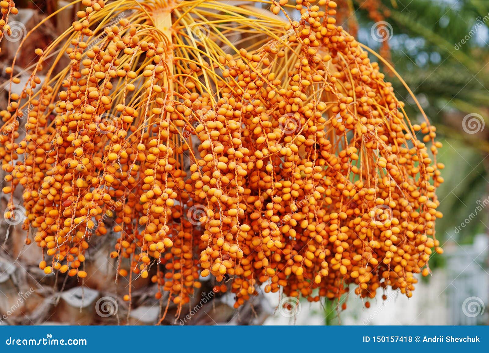 Close Up Palm Trees with Ripe Dates at Bodrum, Turkey Stock Photo ...