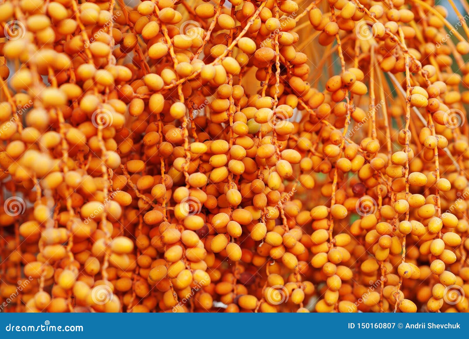 Close Up Palm Trees with Ripe Dates at Bodrum, Turkey Stock Image ...